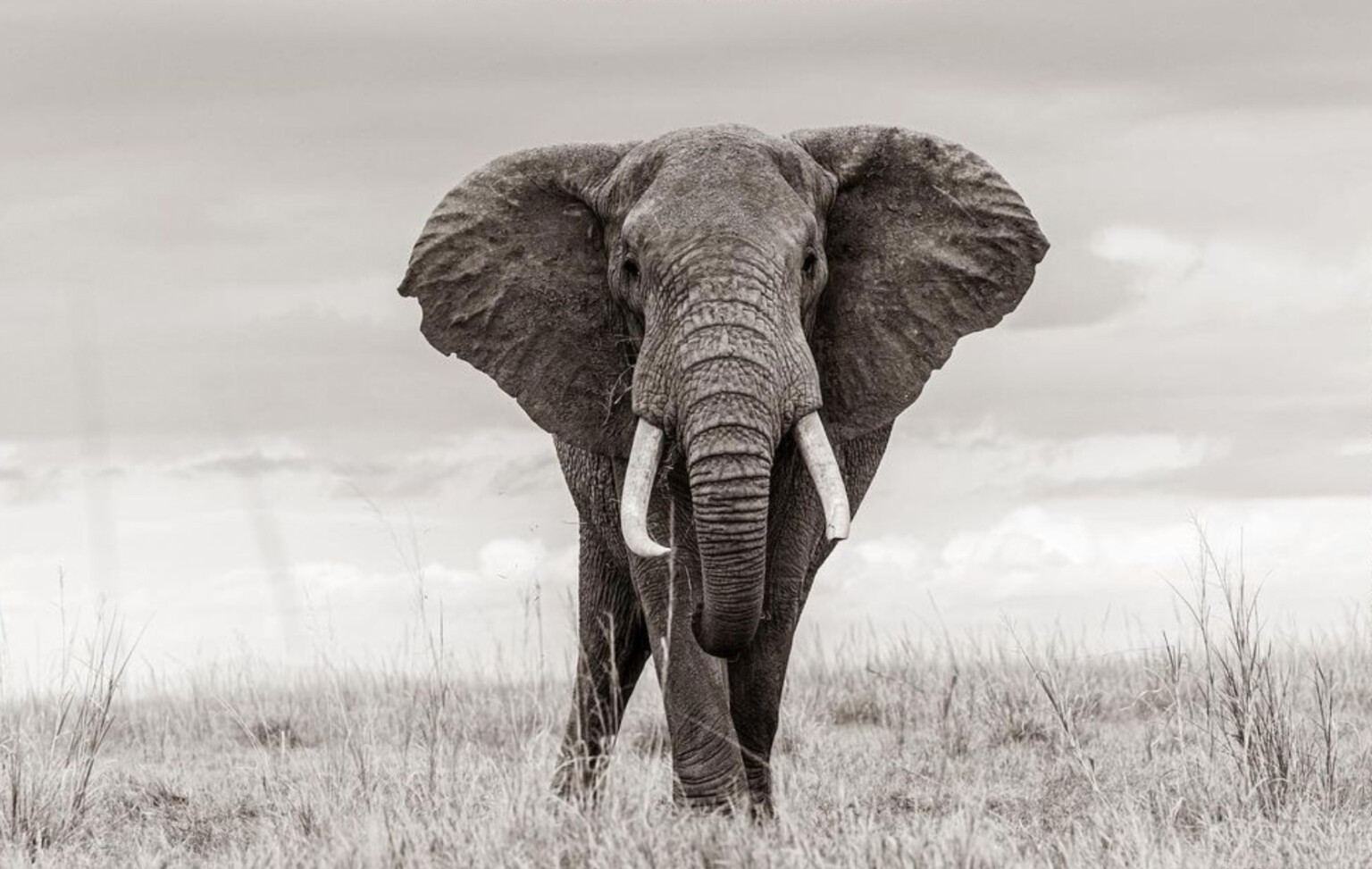 Randy Johnson: From Hall of Fame Pitcher to Pro Photographer | PetaPixel