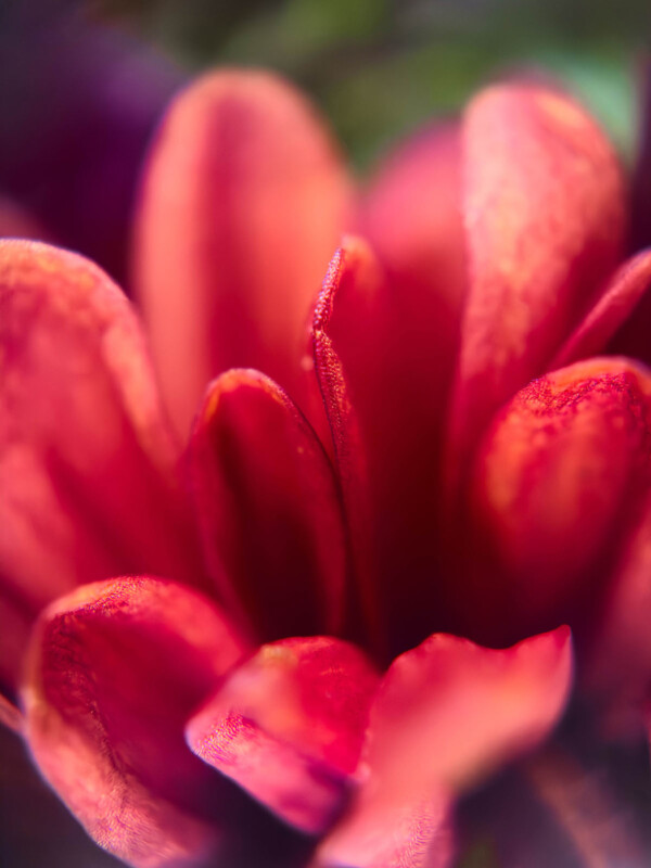 Sandmarc's iPhone Microscope Puts 40x Magnification In Your Palm ...