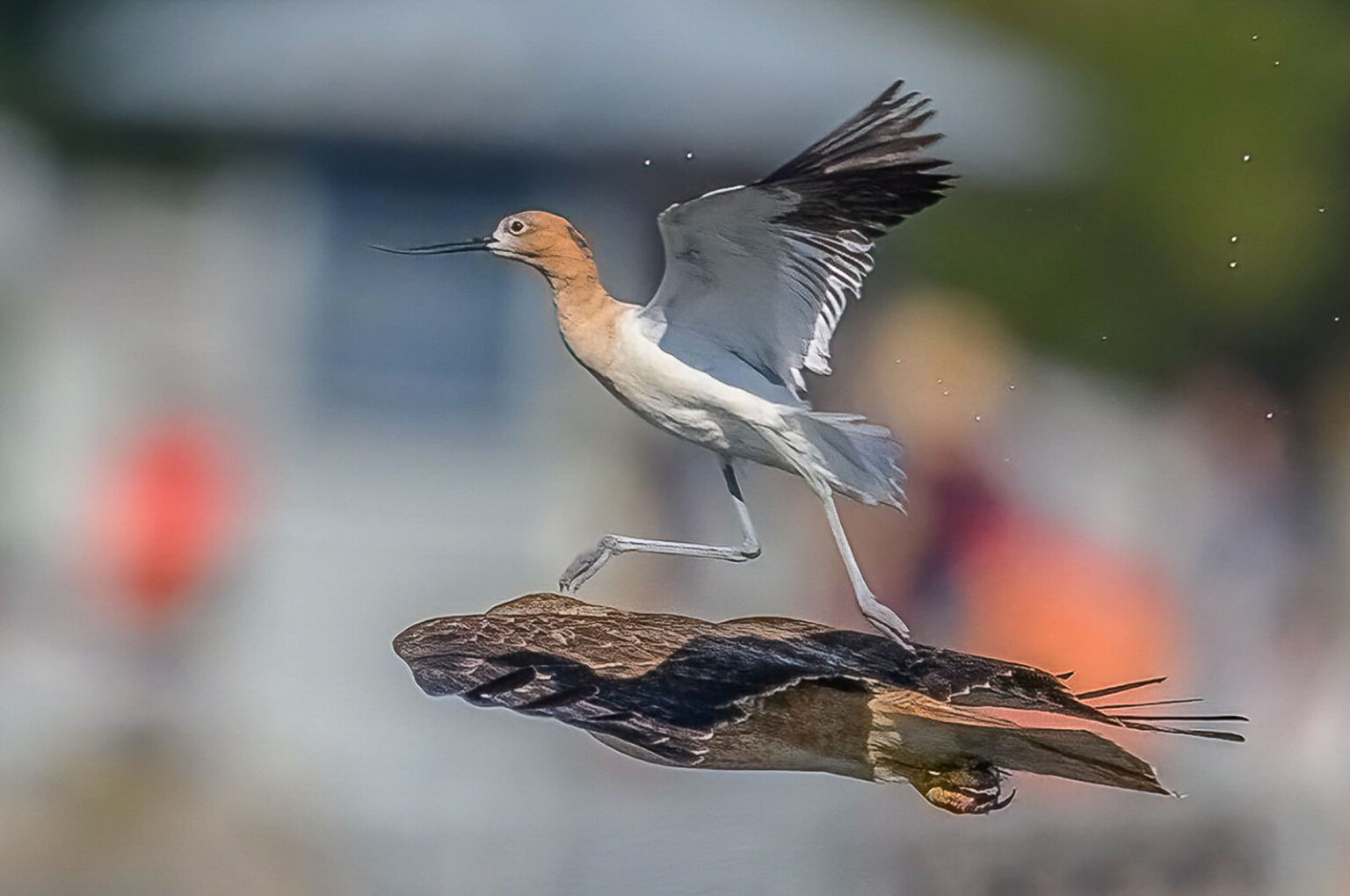 The Splendid Nature Photos That Won NANPA's 2024 Showcase | PetaPixel