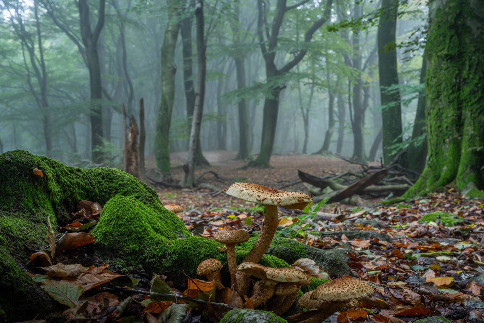 Photographing Mushrooms in Their Natural World | PetaPixel