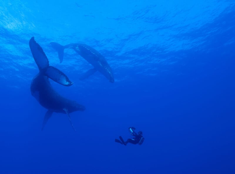 The Making of Nat Geo's Visual Spectacle 'Incredible Animal Journeys ...