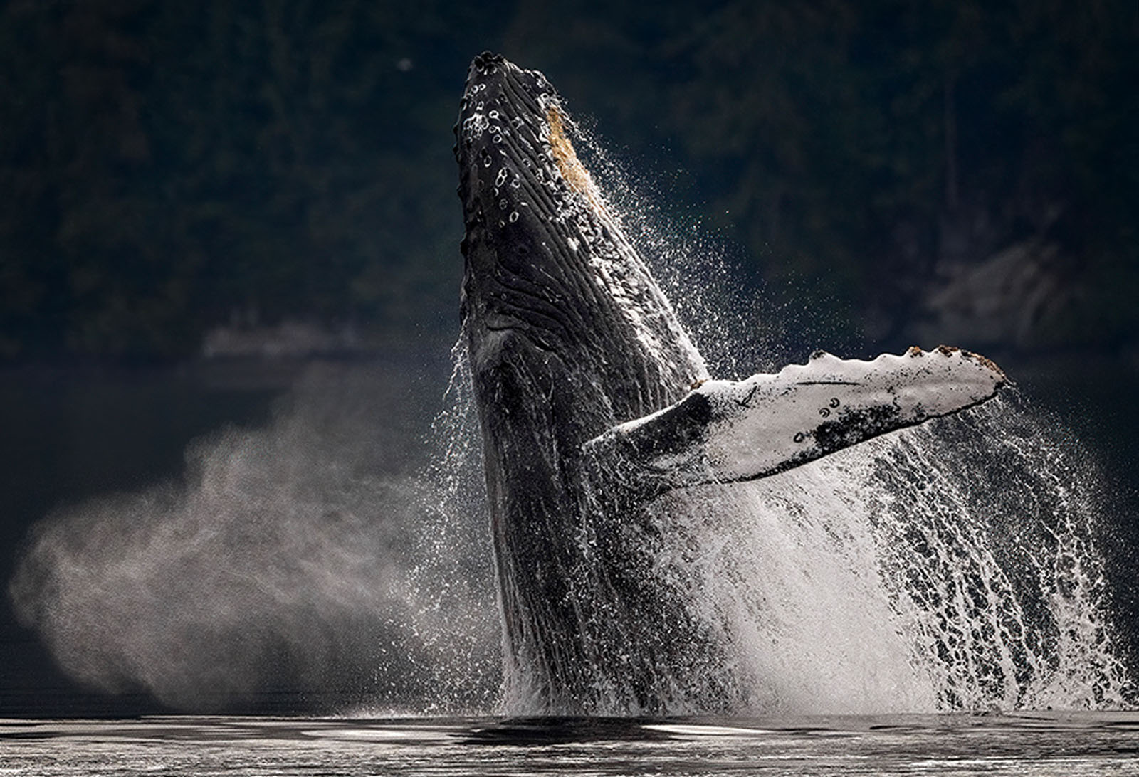 Nikon Ambassador Michelle Valberg on Storytelling in Wildlife ...