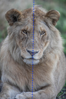 Symmetry in Photography: A Basic Guide for Better Compositions | PetaPixel