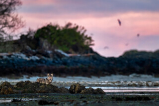Nikon Ambassador Michelle Valberg on Storytelling in Wildlife ...