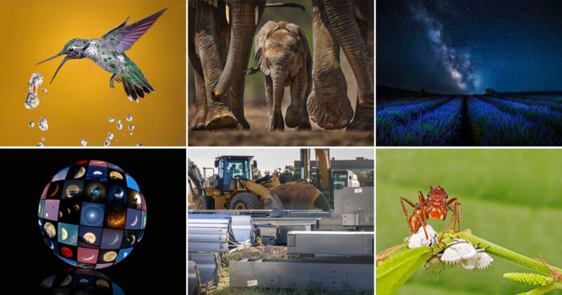 The Splendid Nature Photos That Won NANPA's 2024 Showcase | PetaPixel
