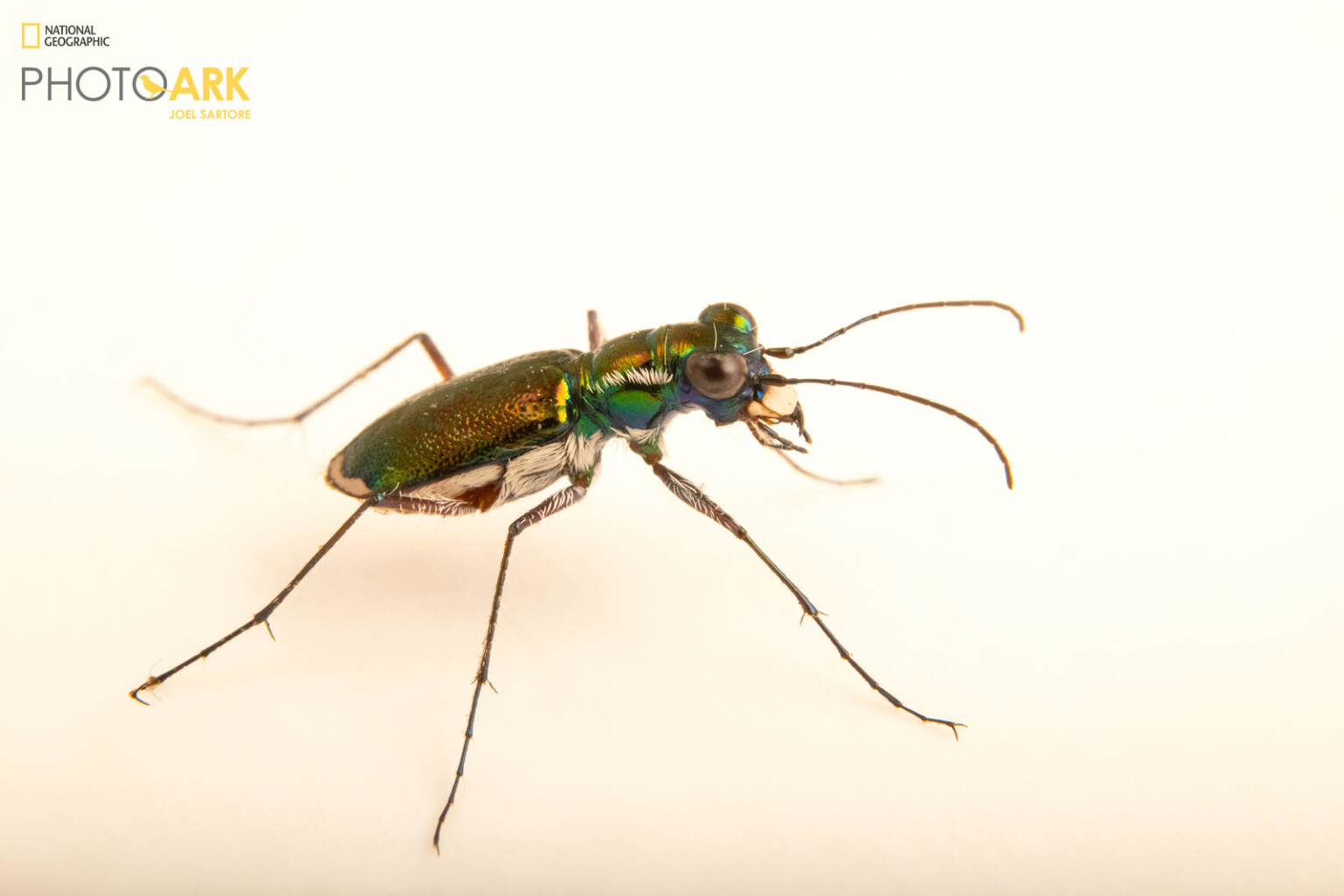 Colorful and Endangered Tiger Beetle is the 15,000th 'Photo Ark ...
