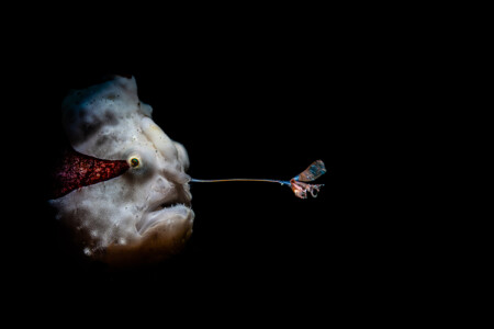 Underwater Photo Competition Sees Swimming Monkeys and Alien Octopus ...