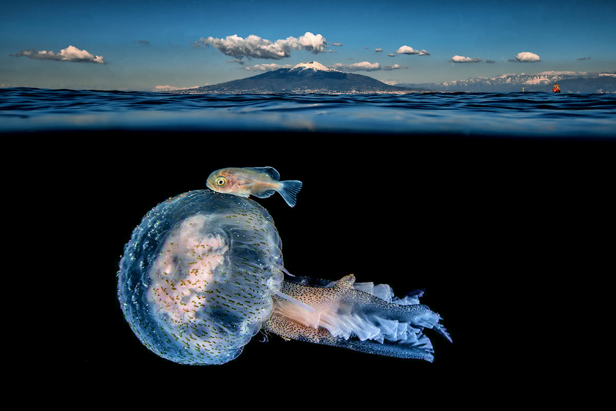 Underwater Photo Competition Sees Swimming Monkeys and Alien Octopus | PetaPixel