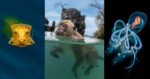 Underwater Photo Competition Sees Swimming Monkeys and Alien Octopus ...