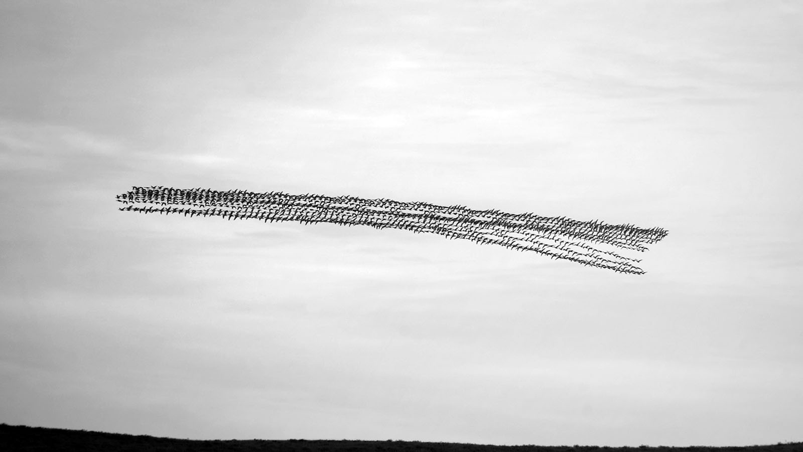 Mesmerizing Photos Reveal the Complex Flight Paths of Birds | PetaPixel