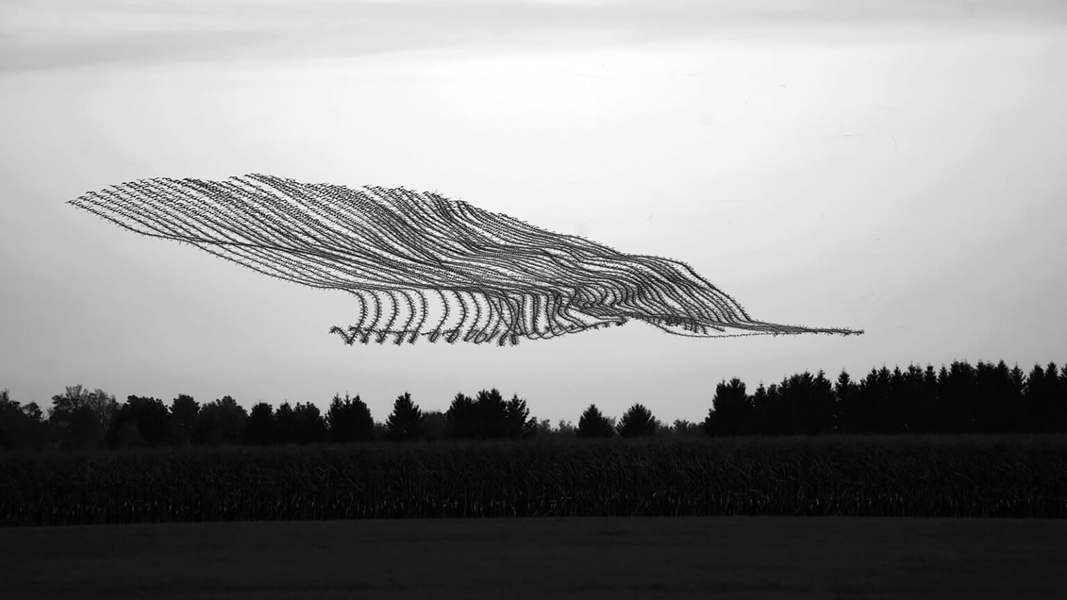 Mesmerizing Photos Reveal the Complex Flight Paths of Birds | PetaPixel