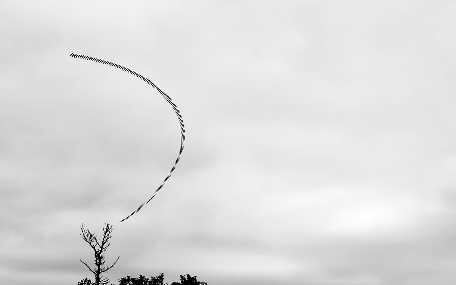 Mesmerizing Photos Reveal the Complex Flight Paths of Birds | PetaPixel