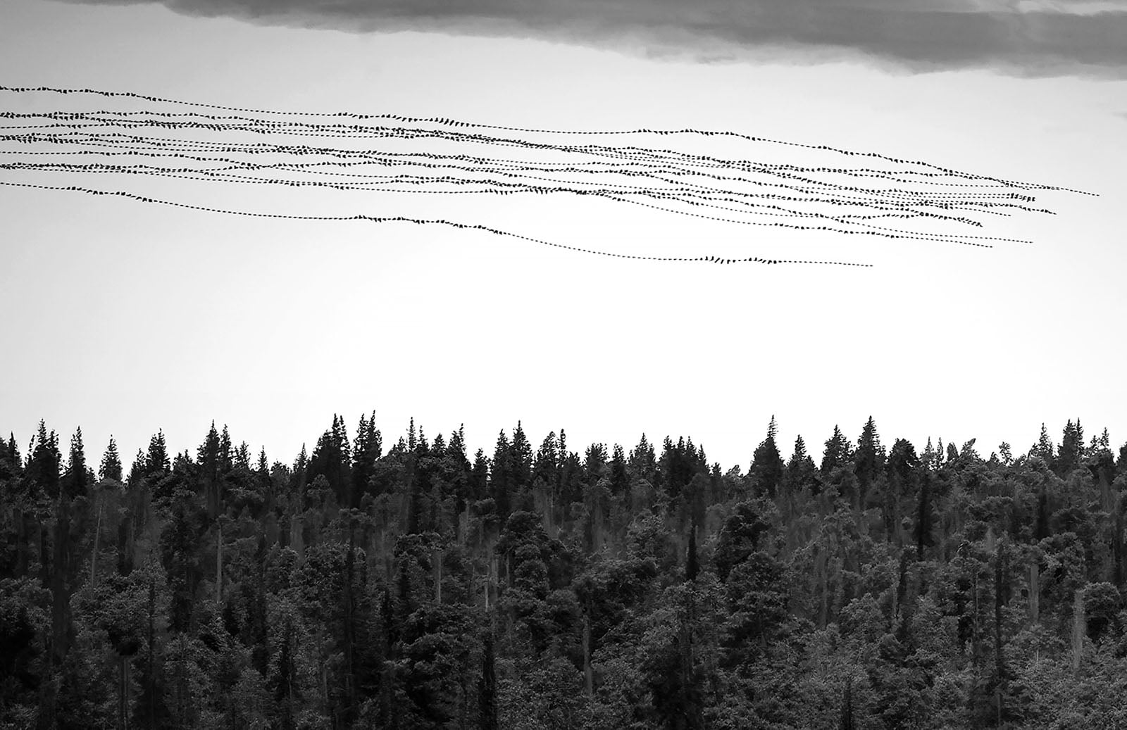 Mesmerizing Photos Reveal the Complex Flight Paths of Birds | PetaPixel