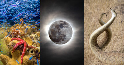 Photo Contest Celebrates the Scientific Wonders of Earth and Beyond ...