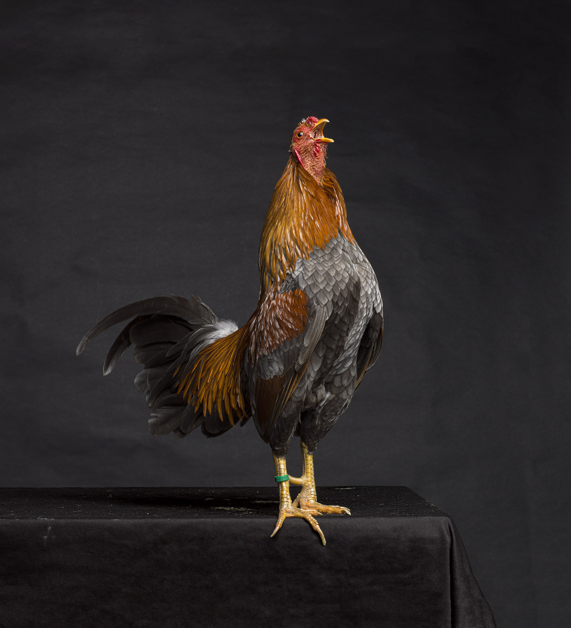 Photographer Captures Majestic Portraits of Hens and Roosters | PetaPixel