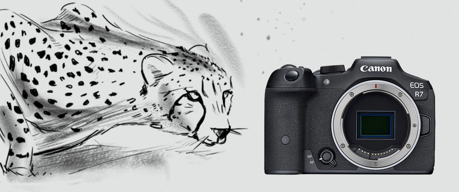 A Cheetah Preparing to Strike Inspired the Canon EOS R7's Design ...
