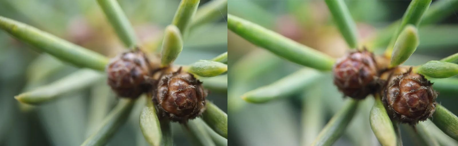 This 3D-printed Stereoscopic Macro Lens is Weird and Wonderful | PetaPixel