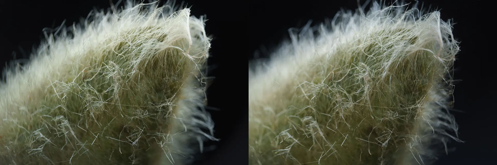 This 3D-printed Stereoscopic Macro Lens is Weird and Wonderful | PetaPixel