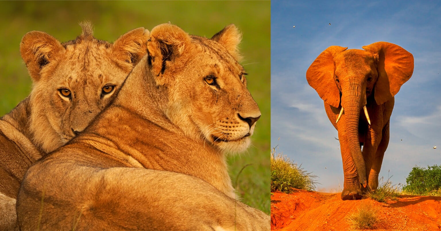 On Safari: A Hands-On With the New OM System OM-1 Mark II | PetaPixel