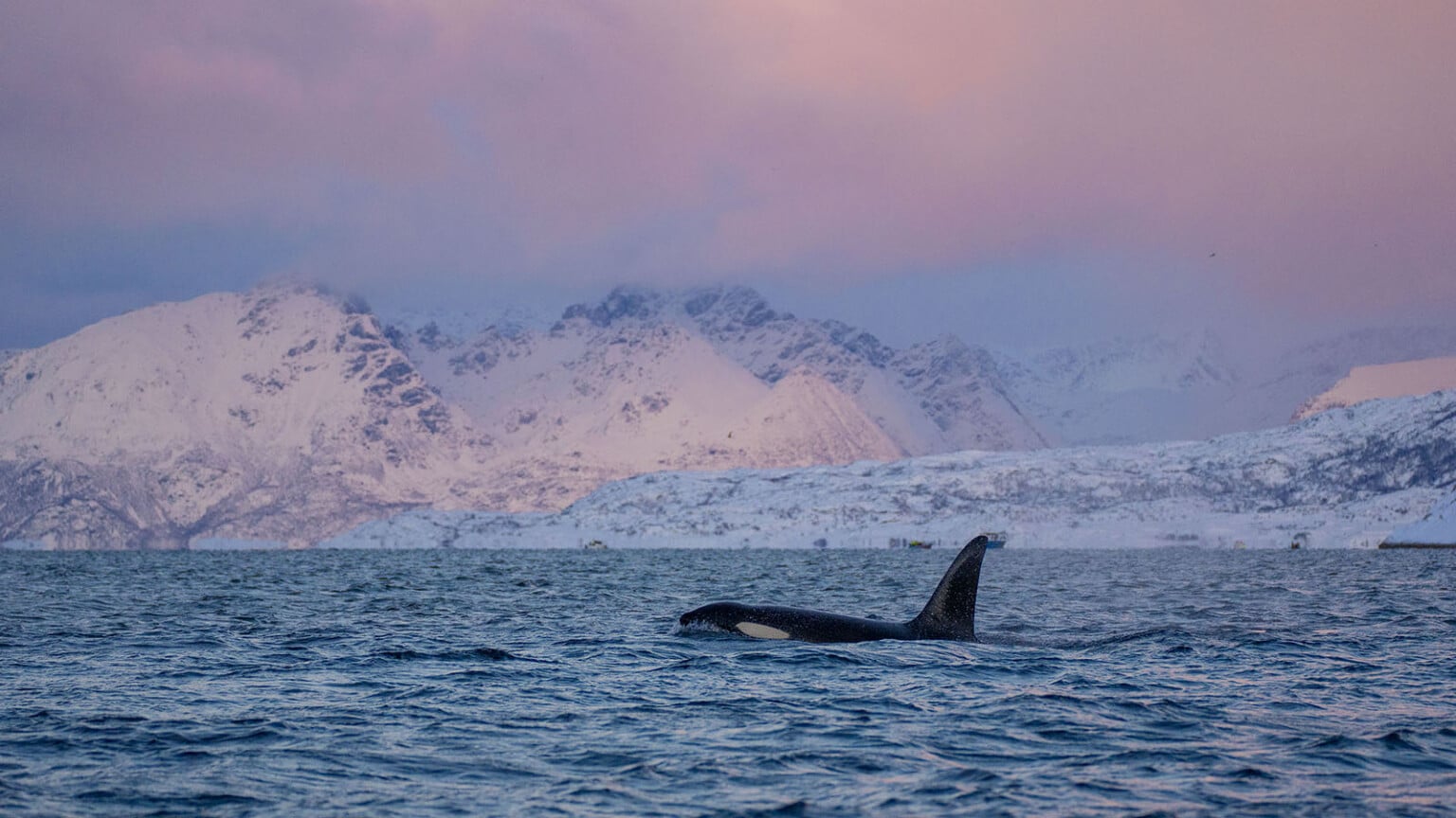 Photographer Captures Rare Photos of Orcas Bathed in Light Rays | PetaPixel