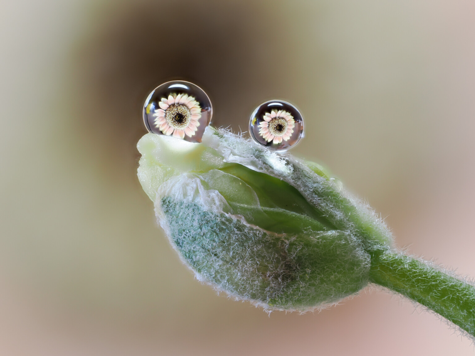 7 Tips To Improve Your Macro Photography | PetaPixel
