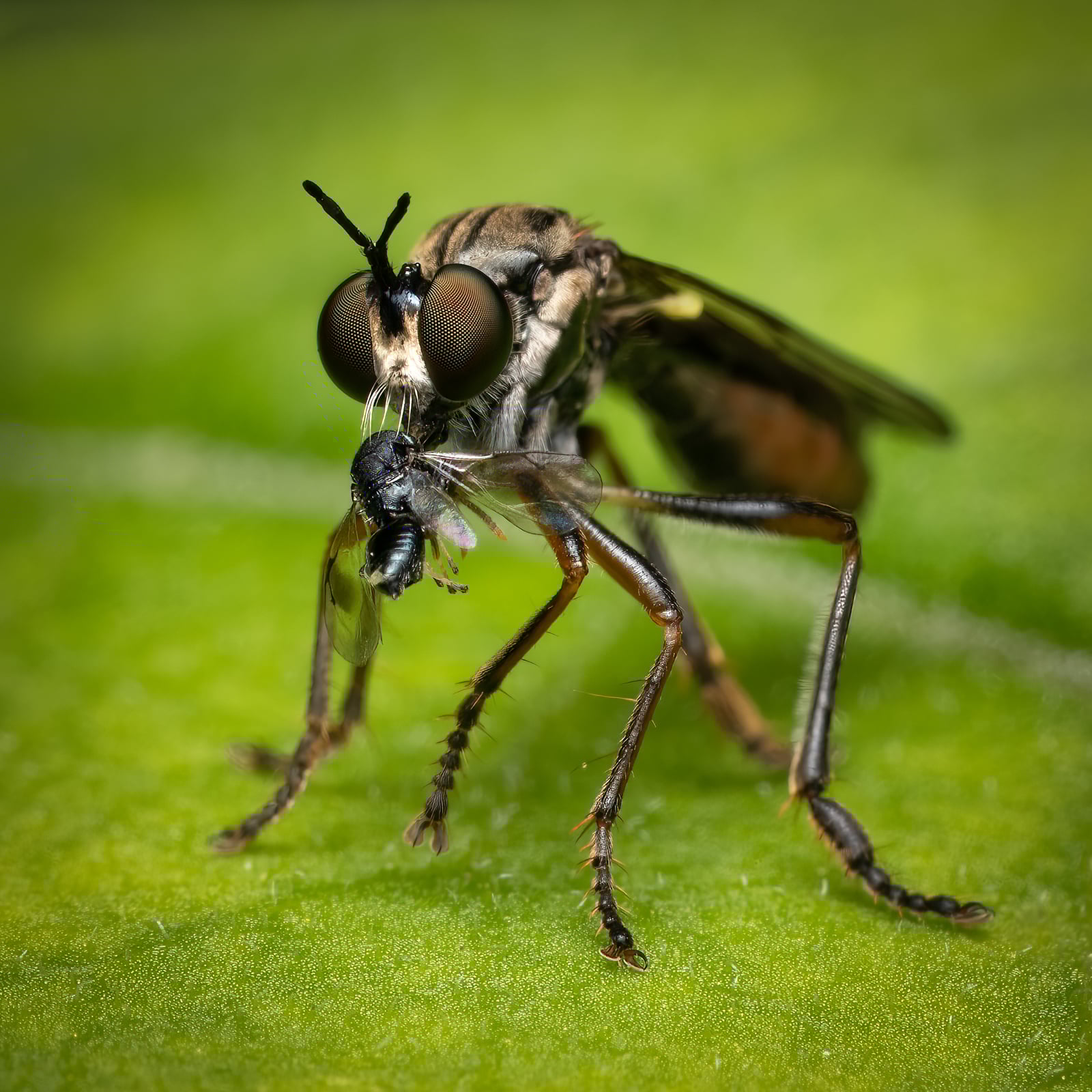 7 Tips To Improve Your Macro Photography | PetaPixel