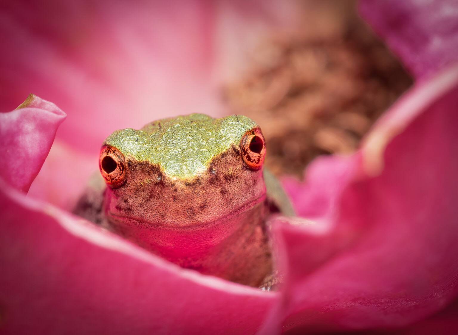 7 Tips To Improve Your Macro Photography | PetaPixel