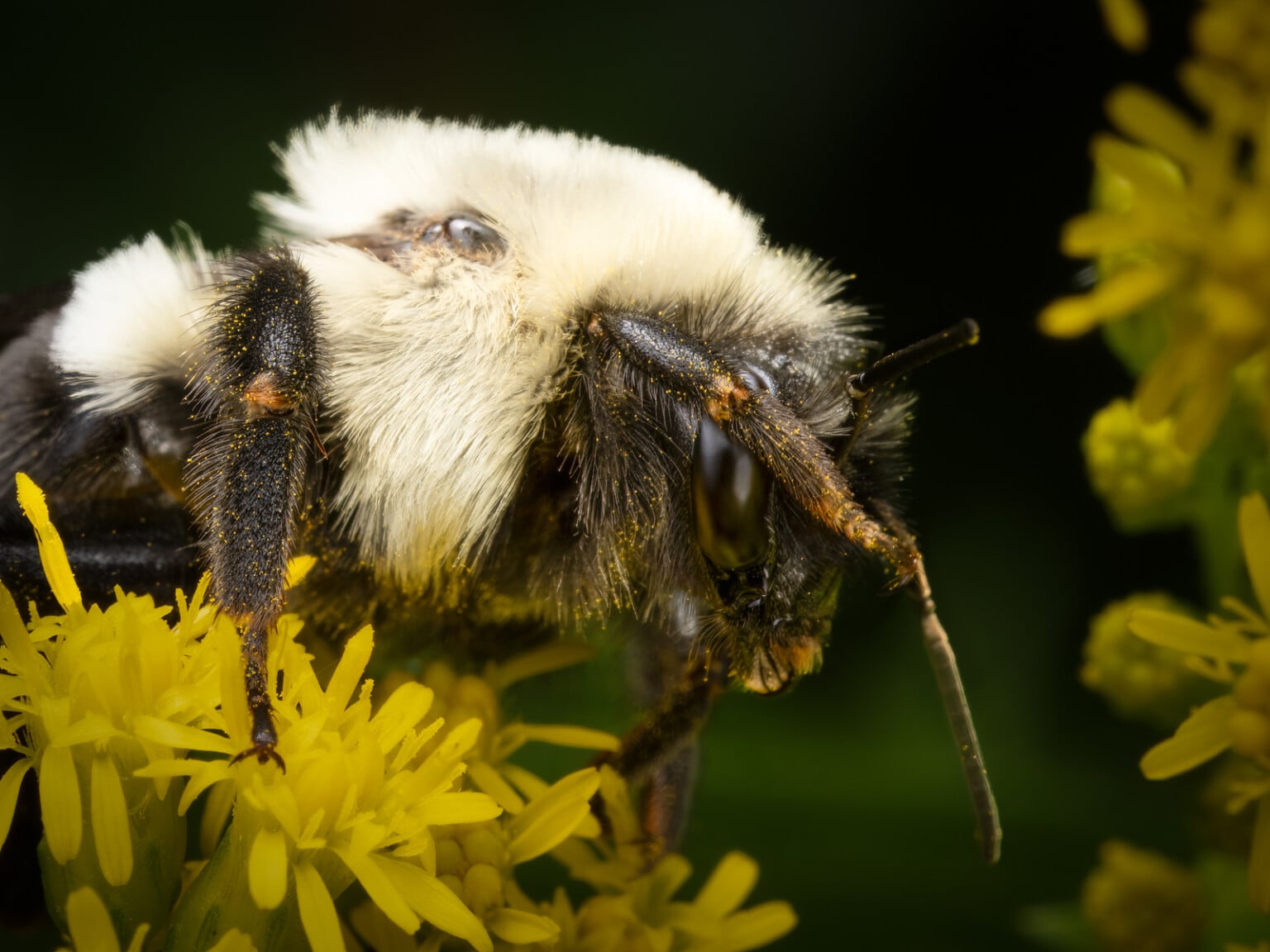 7 Tips To Improve Your Macro Photography | PetaPixel