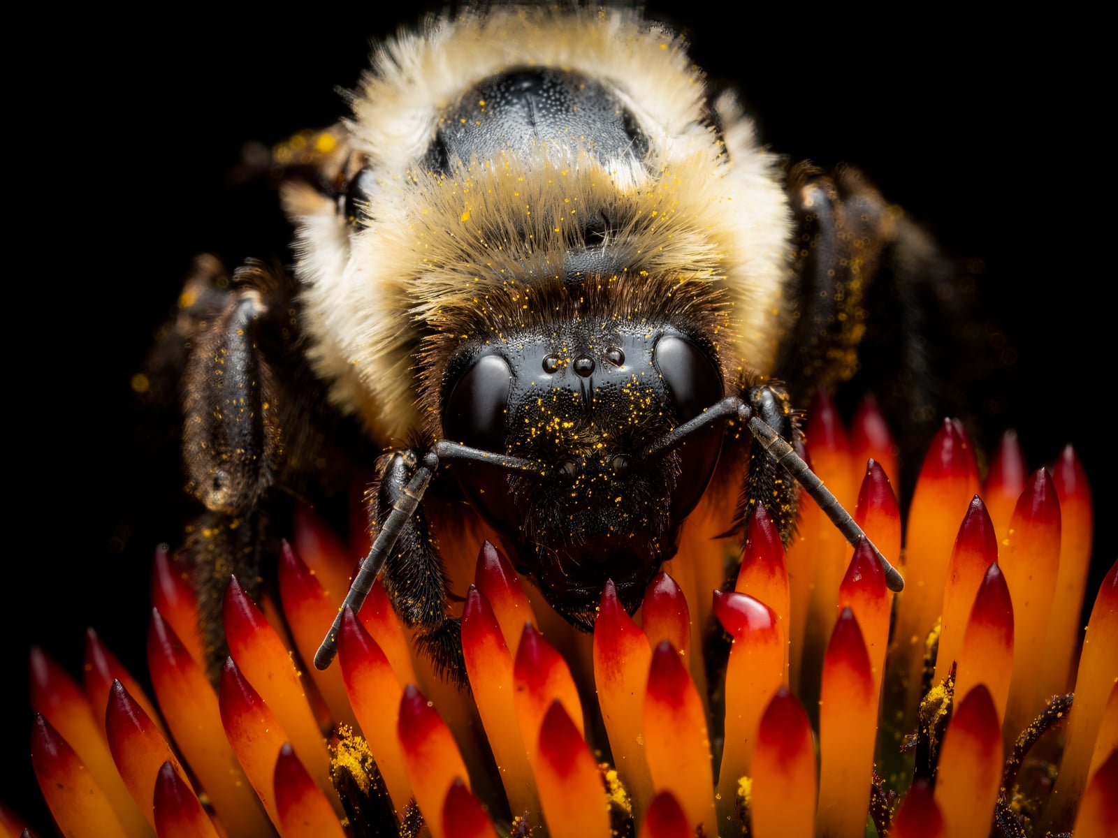 7 Tips To Improve Your Macro Photography | PetaPixel