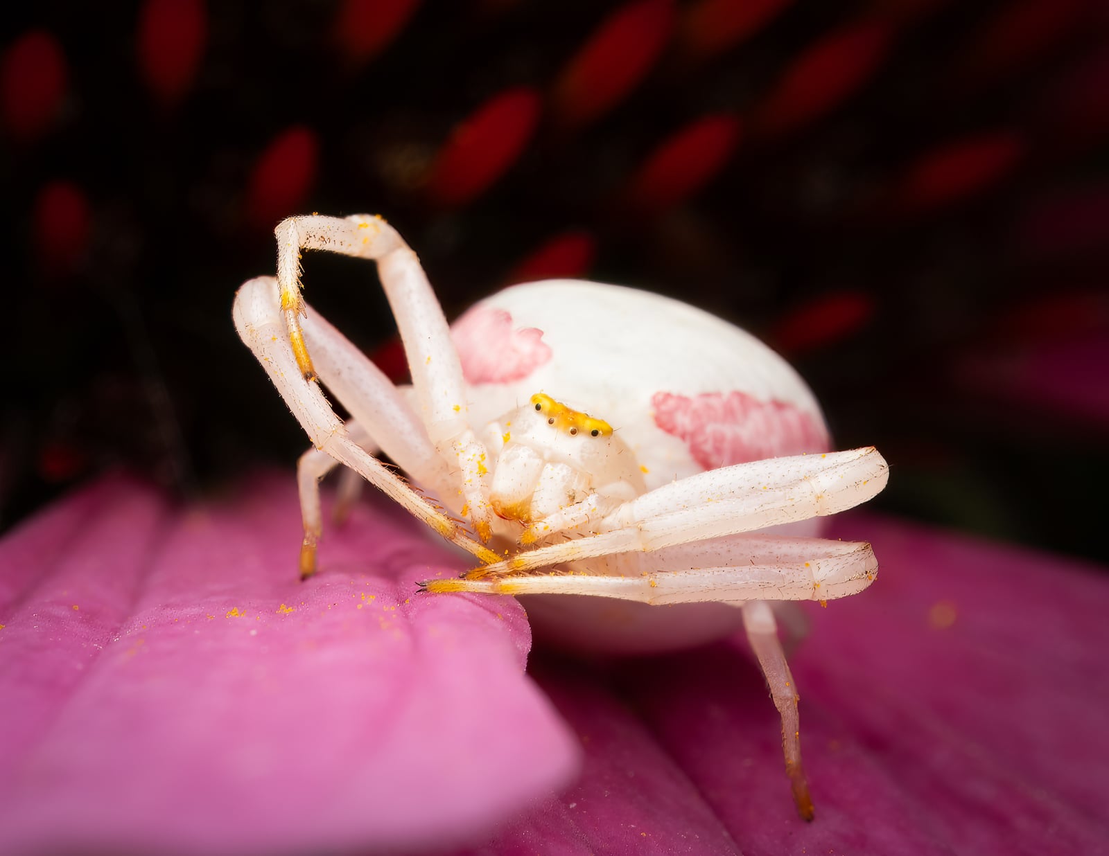 7 Tips To Improve Your Macro Photography | PetaPixel