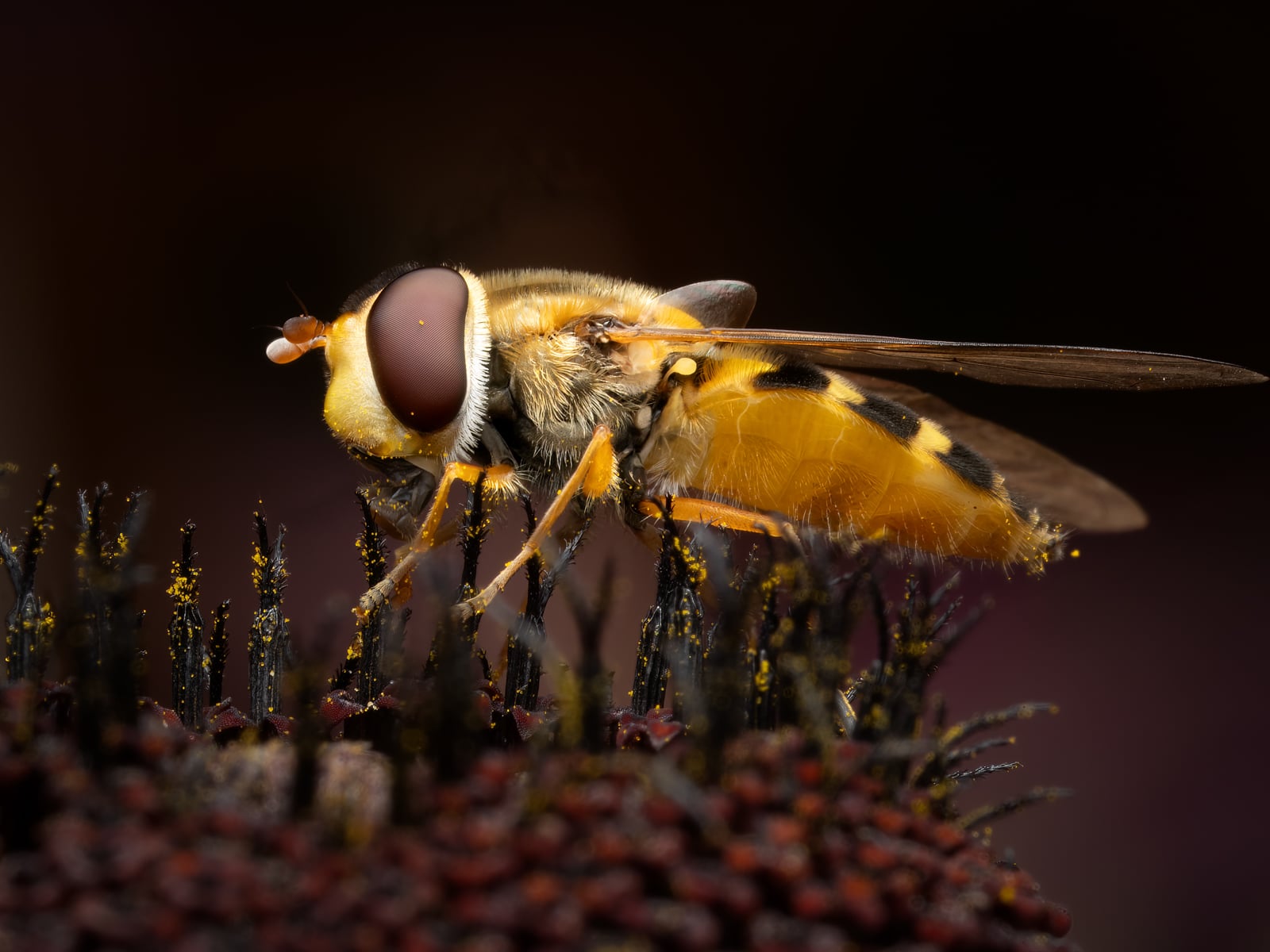 7 Tips To Improve Your Macro Photography | PetaPixel