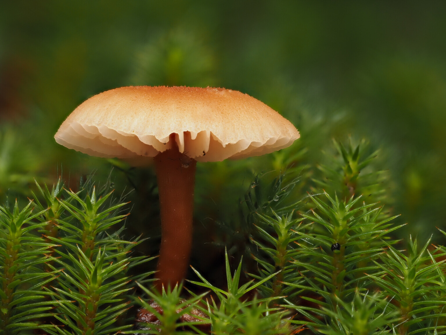 7 Tips To Improve Your Macro Photography | PetaPixel