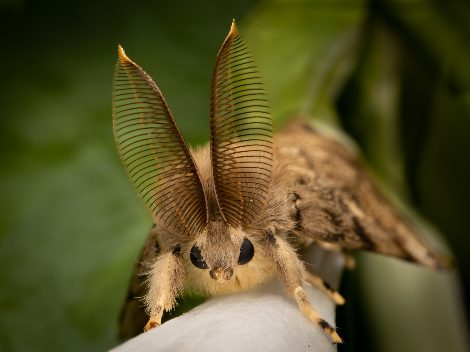 7 Tips To Improve Your Macro Photography | PetaPixel