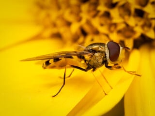 7 Tips To Improve Your Macro Photography | PetaPixel