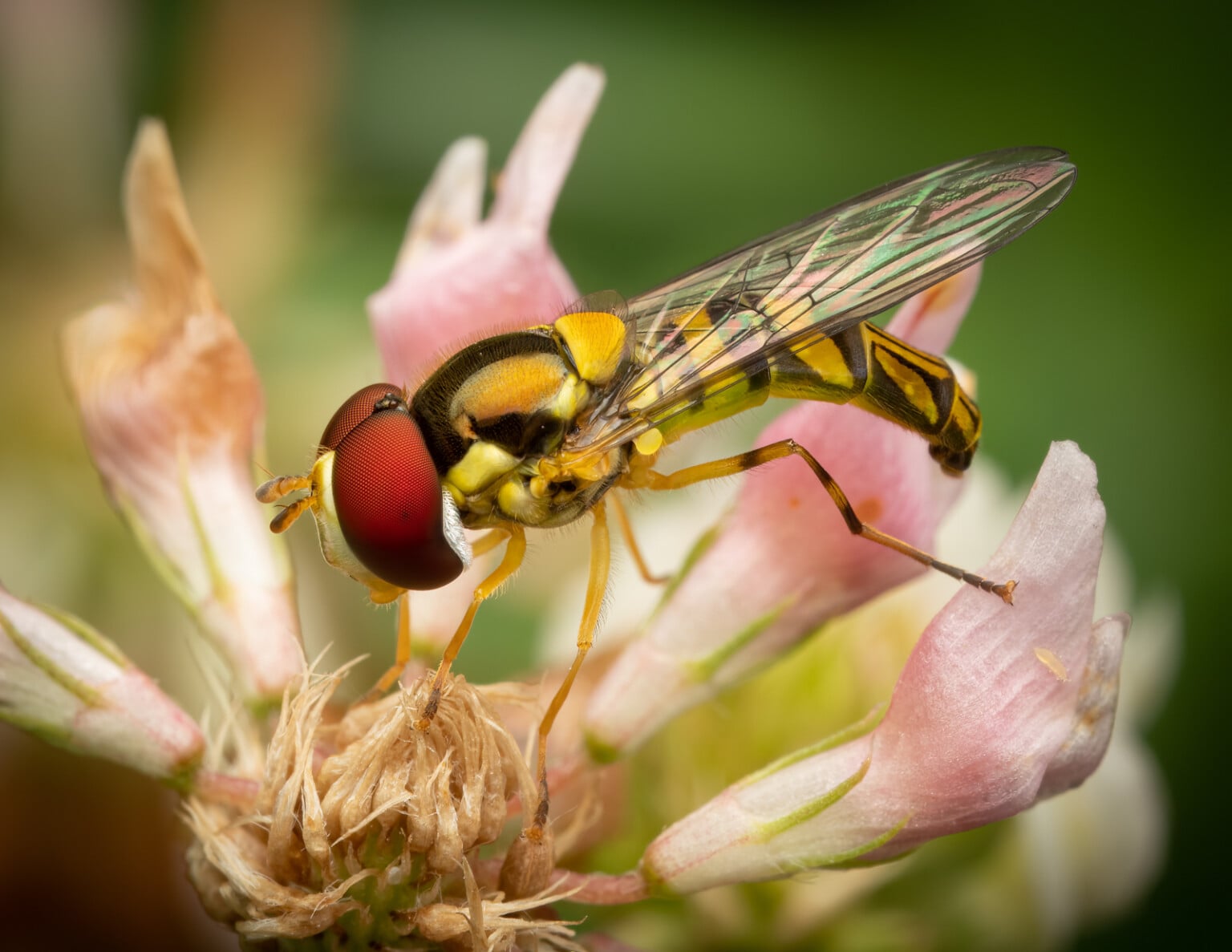 7 Tips To Improve Your Macro Photography | PetaPixel