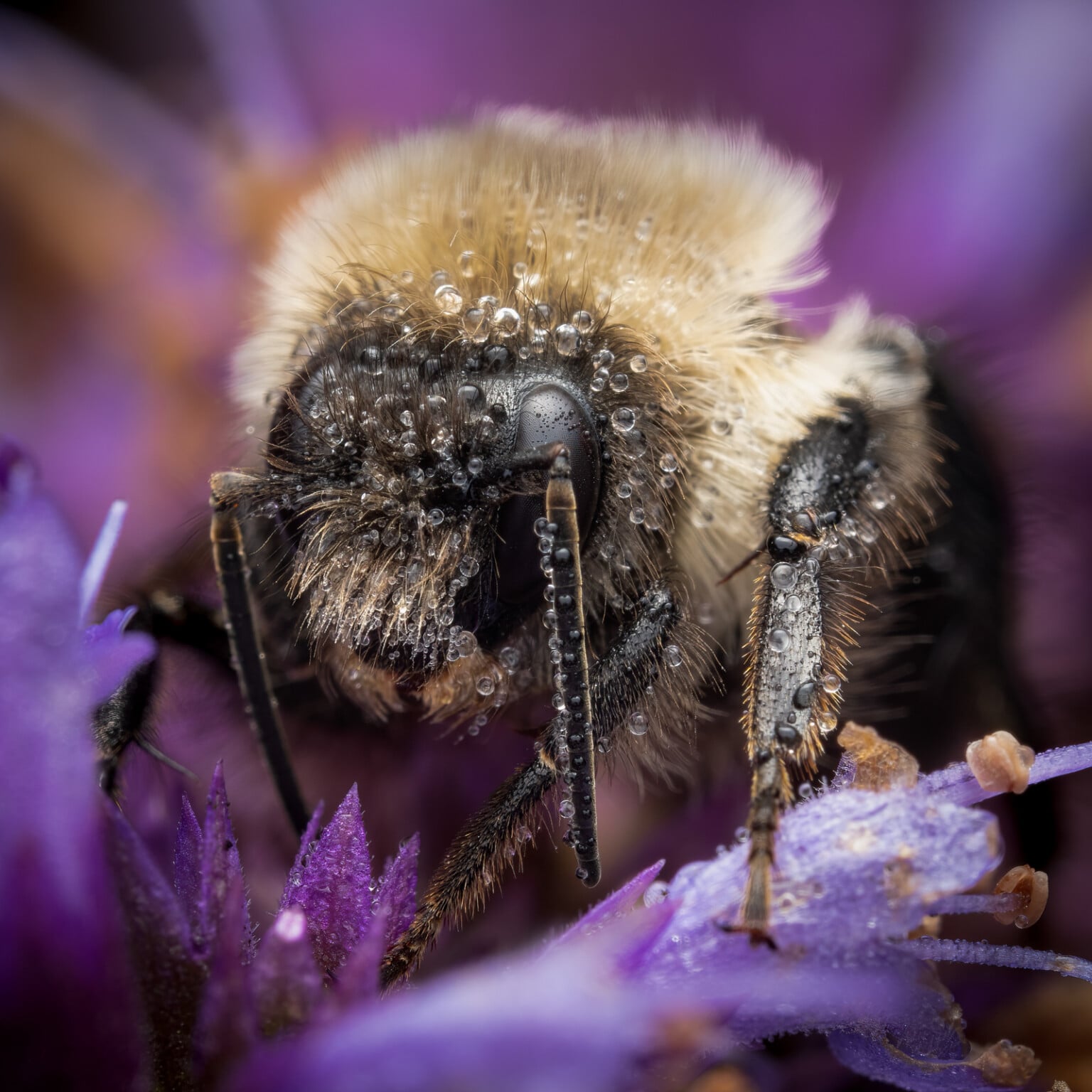 7 Tips To Improve Your Macro Photography | PetaPixel