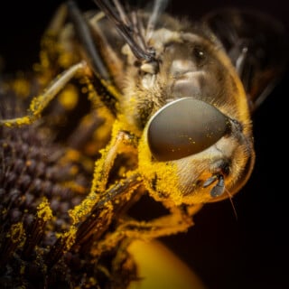 7 Tips To Improve Your Macro Photography | PetaPixel