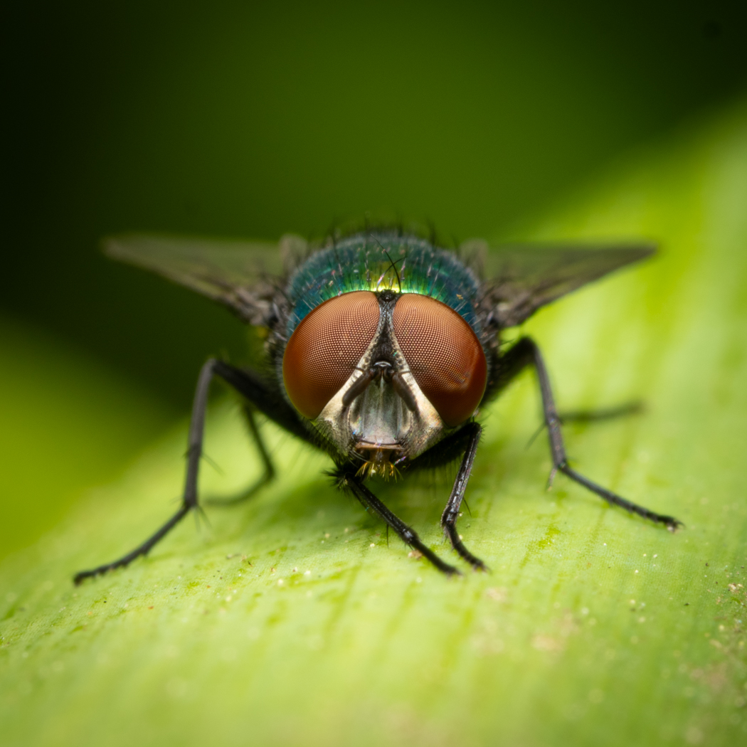 7 Tips To Improve Your Macro Photography | PetaPixel