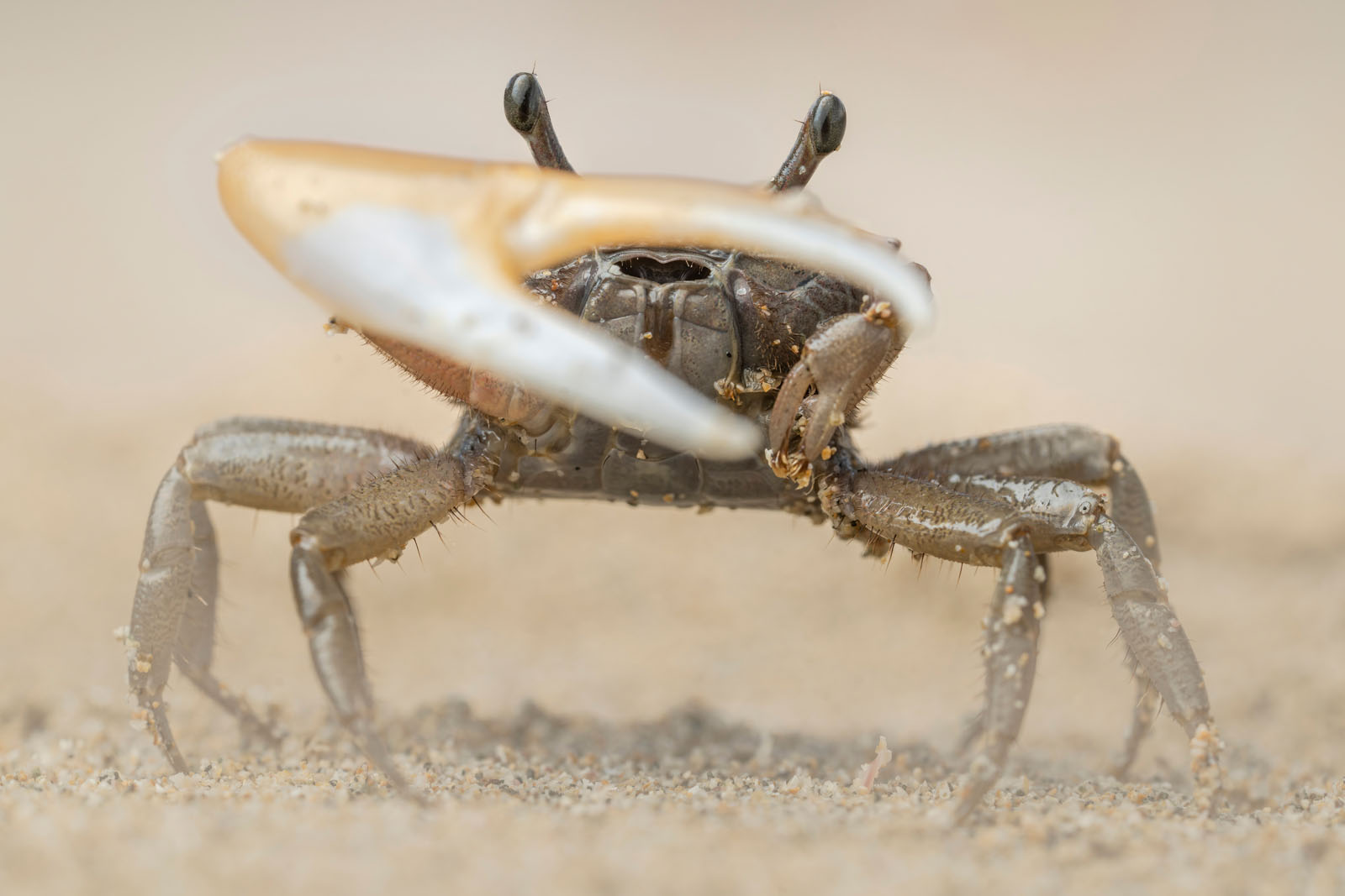 The Best Photos From the 2023 Close-Up Photographer of the Year Contest ...