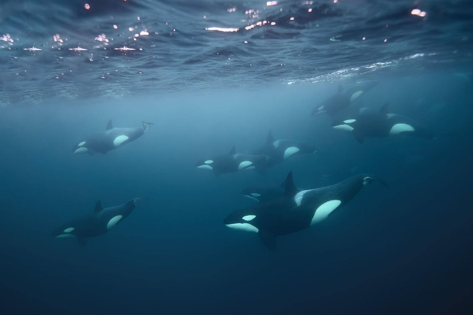 Photographer Captures Rare Photos of Orcas Bathed in Light Rays | PetaPixel