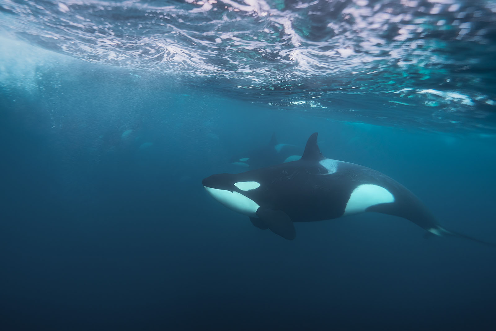 Photographer Captures Rare Photos of Orcas Bathed in Light Rays | PetaPixel