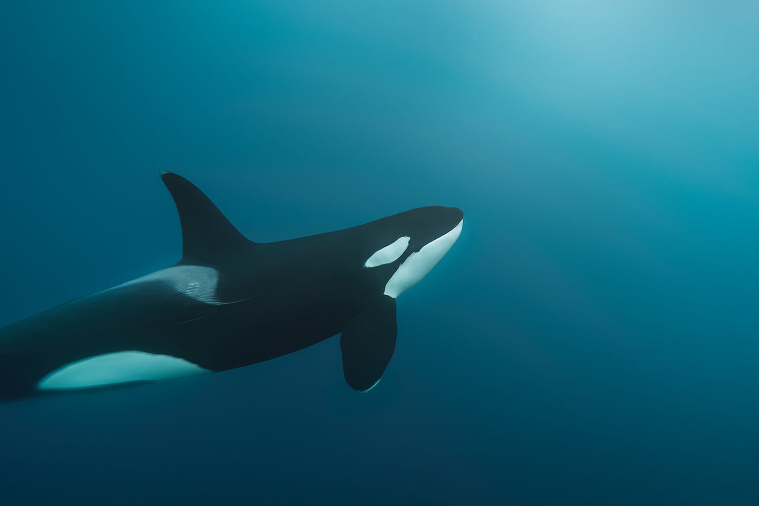 Photographer Captures Rare Photos of Orcas Bathed in Light Rays | PetaPixel