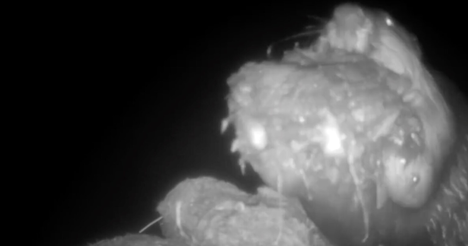 Beaver Buries Trail Camera in The Mud While Building Dam | PetaPixel