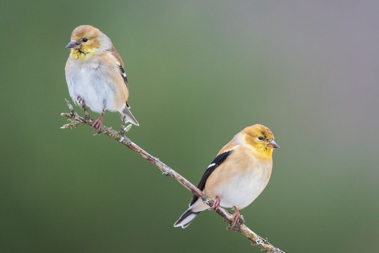 Sony a9 III Review: A Costly Revolution in Camera Technology | PetaPixel