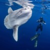 Photographer Encounters Enormous, 'Alien' Fish in the Deep Ocean ...
