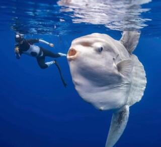 Photographer Encounters Enormous, 'Alien' Fish in the Deep Ocean ...