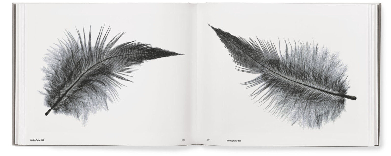 A Photographer's Hauntingly Beautiful Images of Starling Murmurations ...