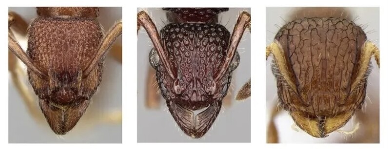 Scientists Took 11,000 Photos of Ants' Faces to Reveal Secrets of ...