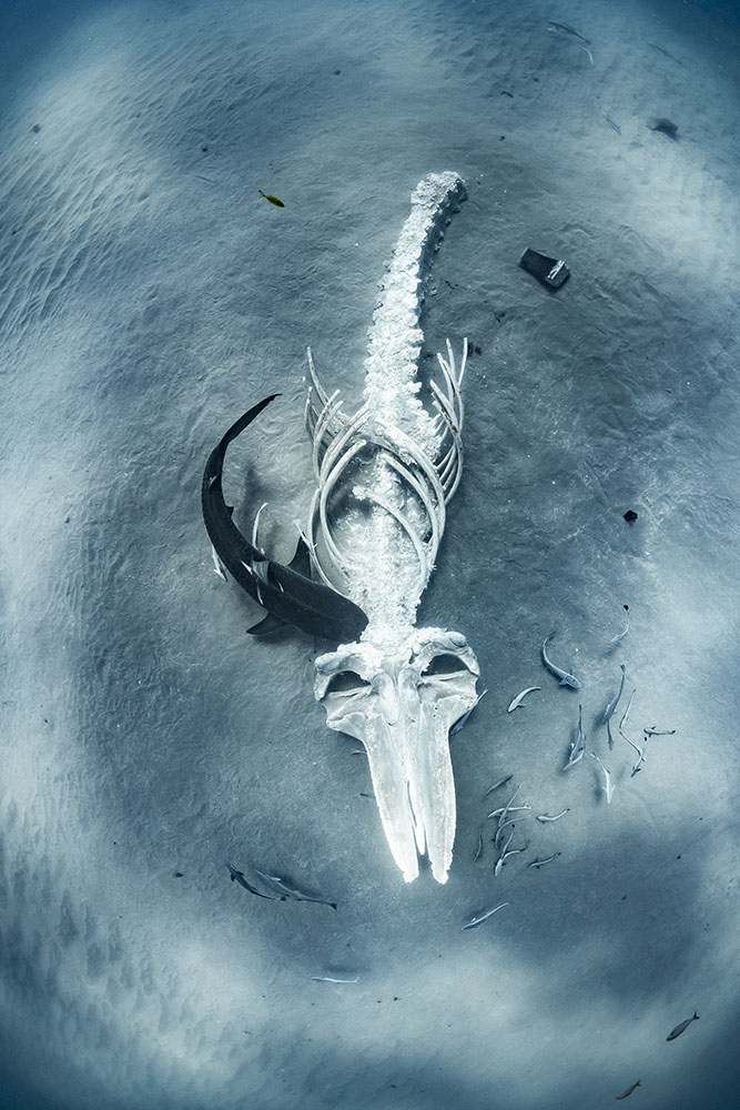 Haunting Image of Whale Skeletons Wins Underwater Photographer of the ...
