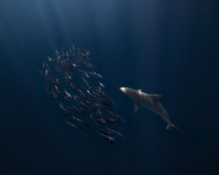 Diving Into Underwater Wildlife Photography with Kristi Odom | PetaPixel